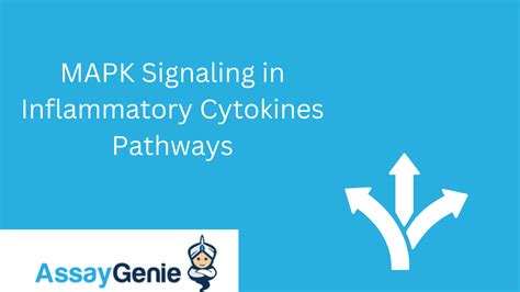 Mapk Signaling In Inflammatory Cytokines Pathways Assay Genie