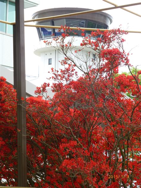 のとキリシマツツジ 能登見聞録