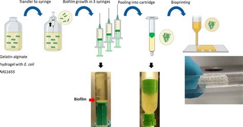 schematic workflow of bioink preparation and bioprinting process of e