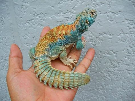 Blue Flame Bearded Dragons Sale Blue Bearded Dragon Lizards And