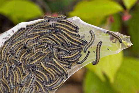 6 Fascinating Facts About Tent Caterpillars