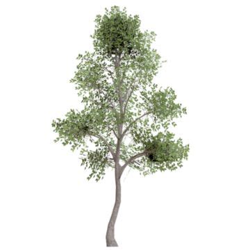 Cartoon Tree Front View Transparent