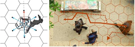 Example Of Honeycomb Walking Pedestrian Behavior Model Download Scientific Diagram