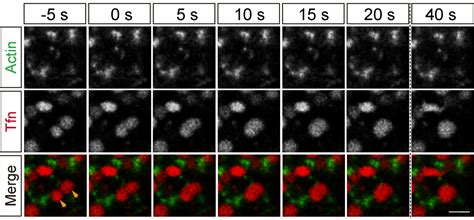 Figures And Data In Actin Dynamics Switches Two Distinct Modes Of