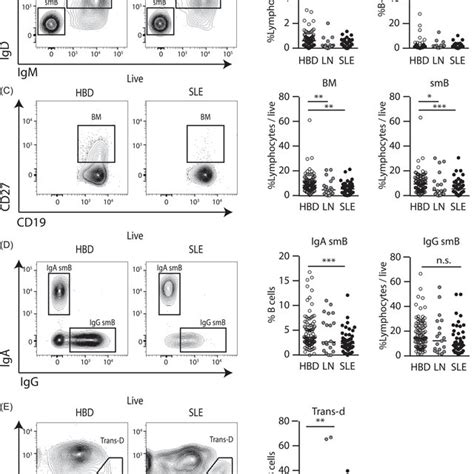 Differences In The B‐cell Compartment In Sle And Ln A Marginal Zone