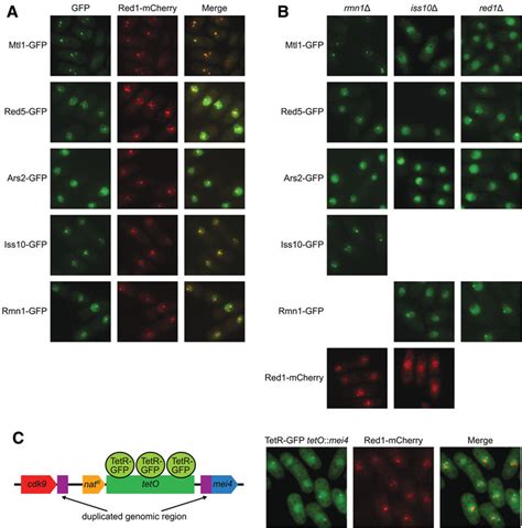 Subcellular Localization Of Subunits Of The Nurs Complex A