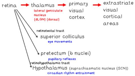 BMS2011 Lecture 10 Vision Flashcards Quizlet