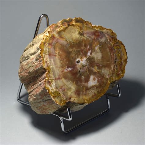 Beautiful Silicified Fossil Wood Gondwana Fossils Beautiful Silicified Fossil Wood Gondwana Fossils