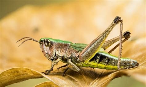 Grasshopper Facts Types Diet Reproduction Classification Pictures