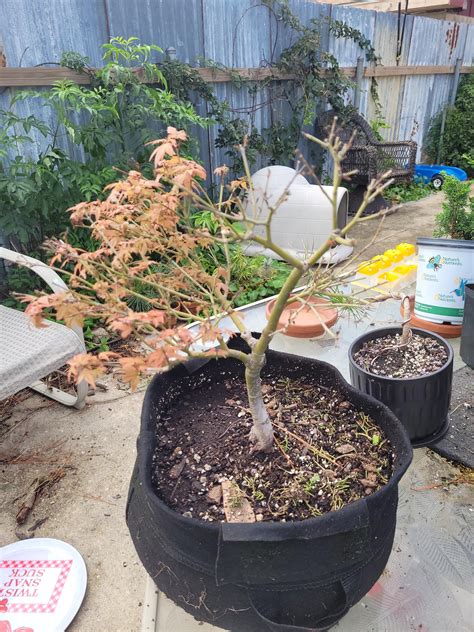 Varigated Japanese Maple Bonsai Doing Fall Stuff R Nolagardening