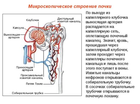Докаева Анастасия Сергеевна