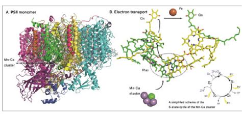 Structure Of Psii And The Electron Transport Chain Within It A Download Scientific Diagram