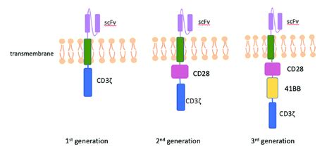 Chimeric Antigen Receptors Cars Are Designed To Have An Extracellular Download Scientific