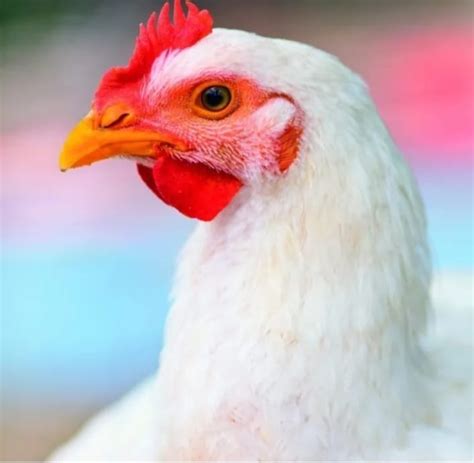 ქათმის ფერმა