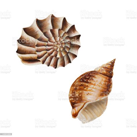 수채화 껍질 흰색 고립된 배경에 수중 생물 물체를 손으로 칠하는 클립아트 디자이너 장식 엽서 포장지 스크랩북 표지 초대장 웨딩 디자인 포스터 및 섬유 가리비에 대한 스톡