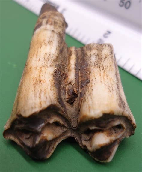 Tooth Id Bison Or Cow Fossil ID The Fossil Forum