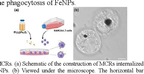 Figure 1 From Magnetically Controlled Cell Robots With Immune Enhancing