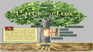 Cross Section Of A Tree PPTX
