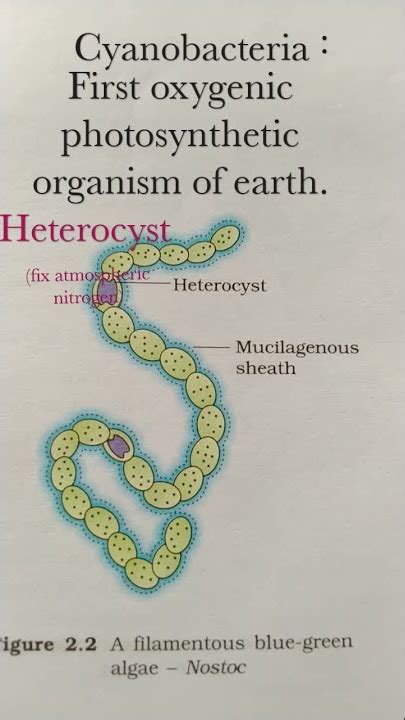Cyanobacteria Labeled