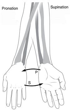 Pronator Teres Muscle Overview And Function