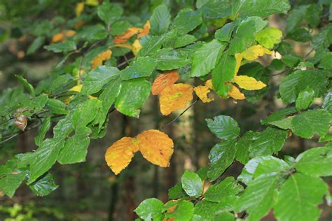Free Images Tree Branch Leaf Flower Food Green Produce Autumn