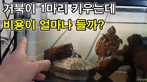 [ 거북이씨 ] 거북이 1마리 키울 때 드는 비용 Youtube