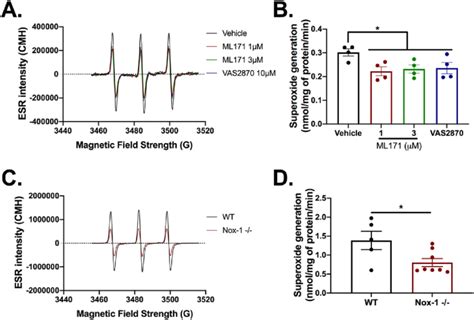 Pdevs Generate Superoxide In A Nox 1 Dependent Way Superoxide Was