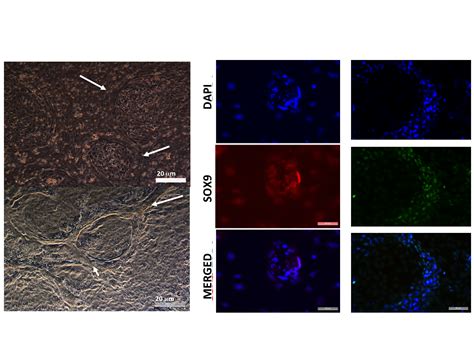 anu bashamboo cellular reprogramming to understand human sex