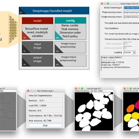 The Deepimagej Plugin Panel A Each Pre Trained Tensorflow Model