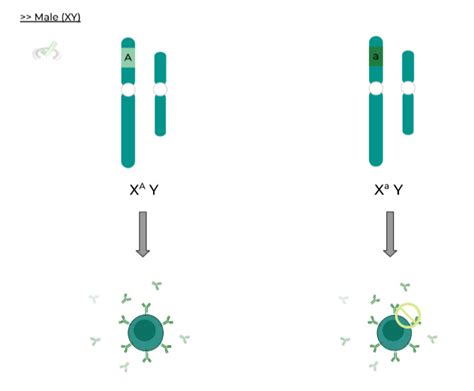 Mendelian Genetics Sex Linked Genes On The MCAT MedLife Mastery