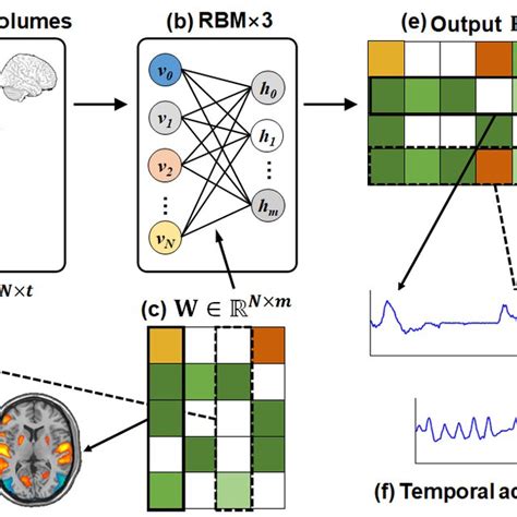 The Definitions Of Bn And Its Activation In Fmri A The Model Input