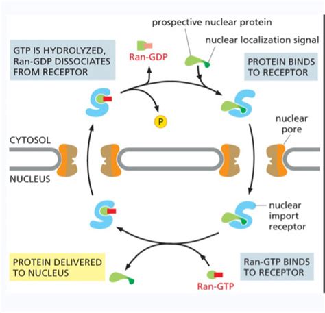 L1 Protein Targeting Flashcards Quizlet