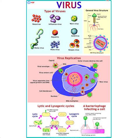10 Different Types Of Viruses