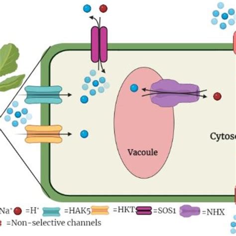 Schematic Representation Of Na Uptake Sequestration And Extrusion