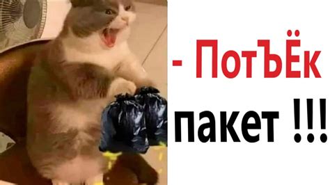 ПРИКОЛЫ КОГДА ПОТЁК ПАКЕТ МЕМЫ Смешные видео Доми шоу Youtube