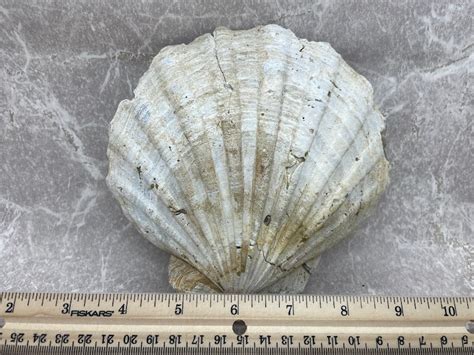 chesapecten jeffersonius