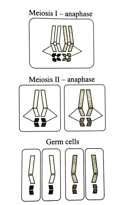 section a topic 3 inheritance of two genes law of independent