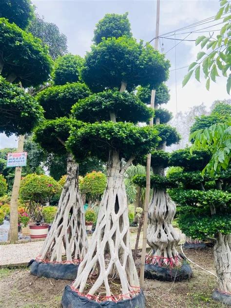 2 Feet Multi Root Ficus Benjamina Plant For Plantation At ₹ 10000