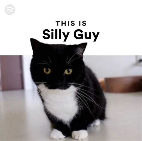 Silly Cats Image Gallery Know Your Meme
