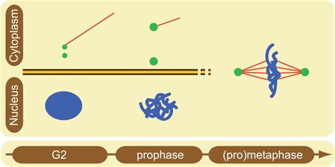 The Coordination Problem Condensation Of Nuclear Chromatin Blue Download Scientific Diagram