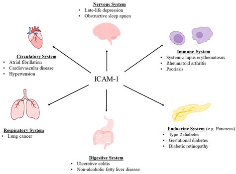 Intercellular Adhesion Molecule 1 Icam 1 An Inflammatory Regulator