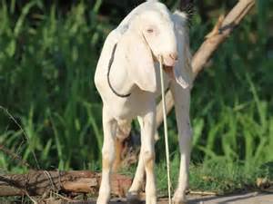 Indian Goat Breeds And Their Unique Characteristics