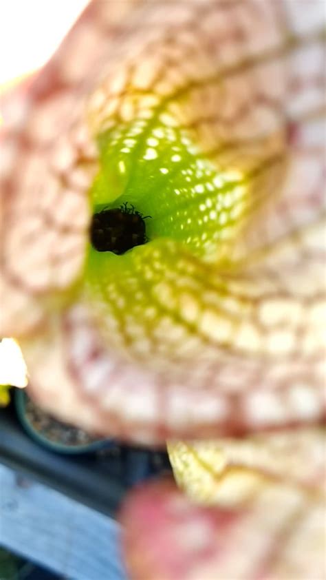 Breadbug My Nation R Pikmin