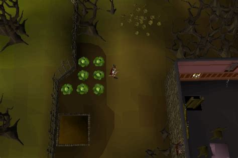 Osrs Eat A Magic Cabbage Task Guide Trailblazer Reloaded Leagues 4