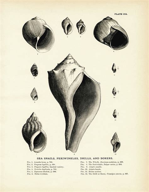 Periwinkle Sea Snail