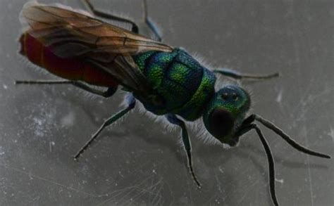 Chrysis Sp Galerie