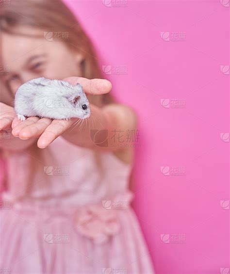 一个女孩抱着一只粉红色背景的仓鼠