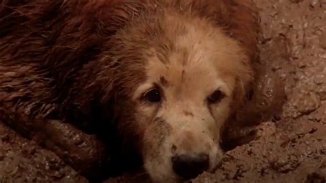 I Still Think About That Harrowing Pit Scene From Homeward Bound