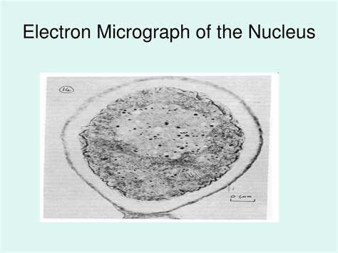 PPT The Nucleus PowerPoint Presentation Free Download ID