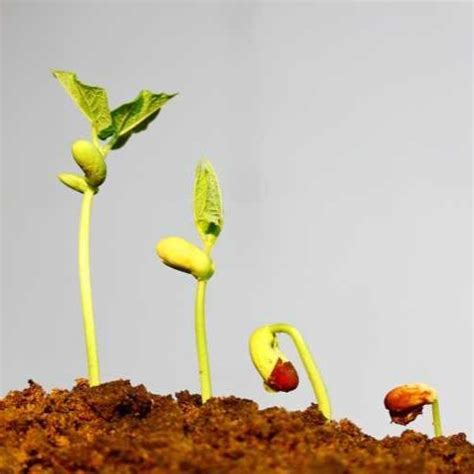 重复序列注释工具edta输出softmasked软屏蔽基因组 知乎